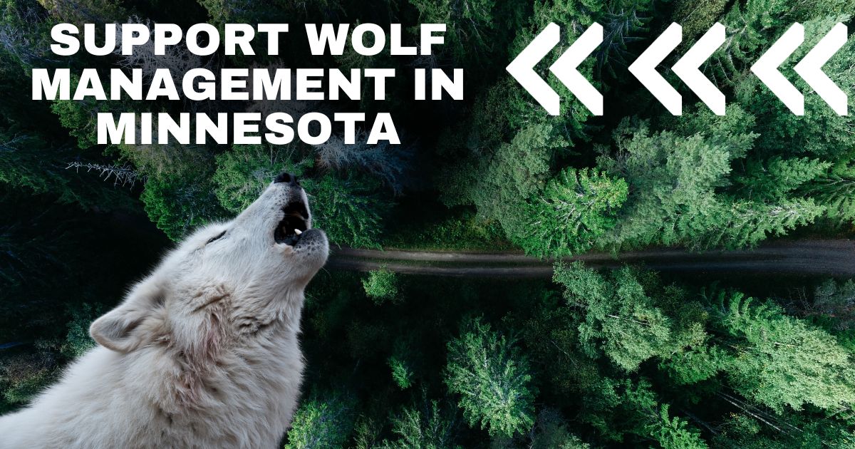 Support Wolf Management in Minnesota